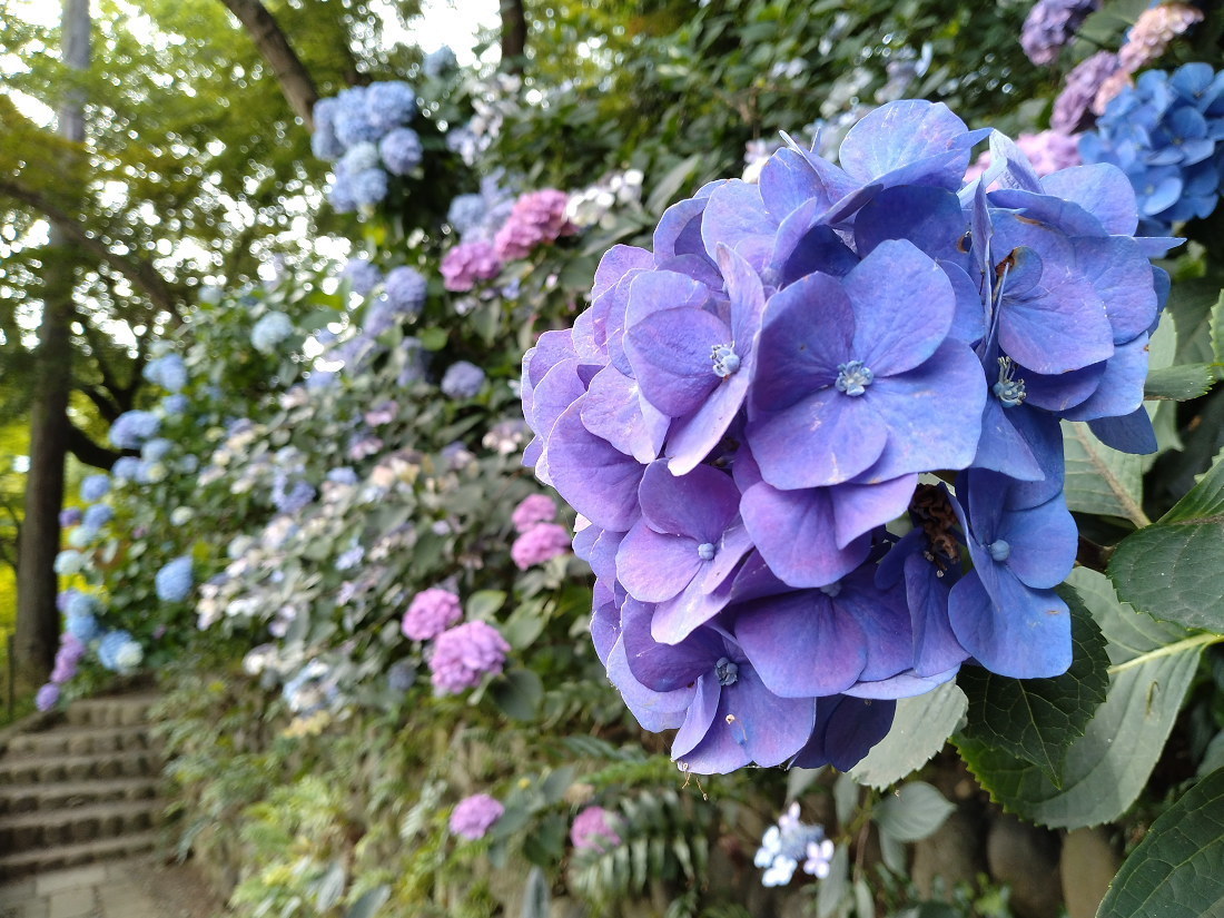 こちらも高幡不動で写した写真になります。全てスマホで撮影しています(^^ゞ: カメラと写真と猫と