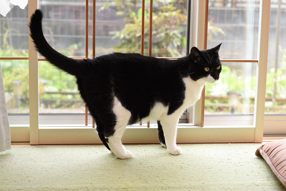 Ai AF-NIKKOR 80mm/F2.8 S でムーちゃんをデジタル撮影～( v￣ ￣) ♪: カメラと写真と猫と