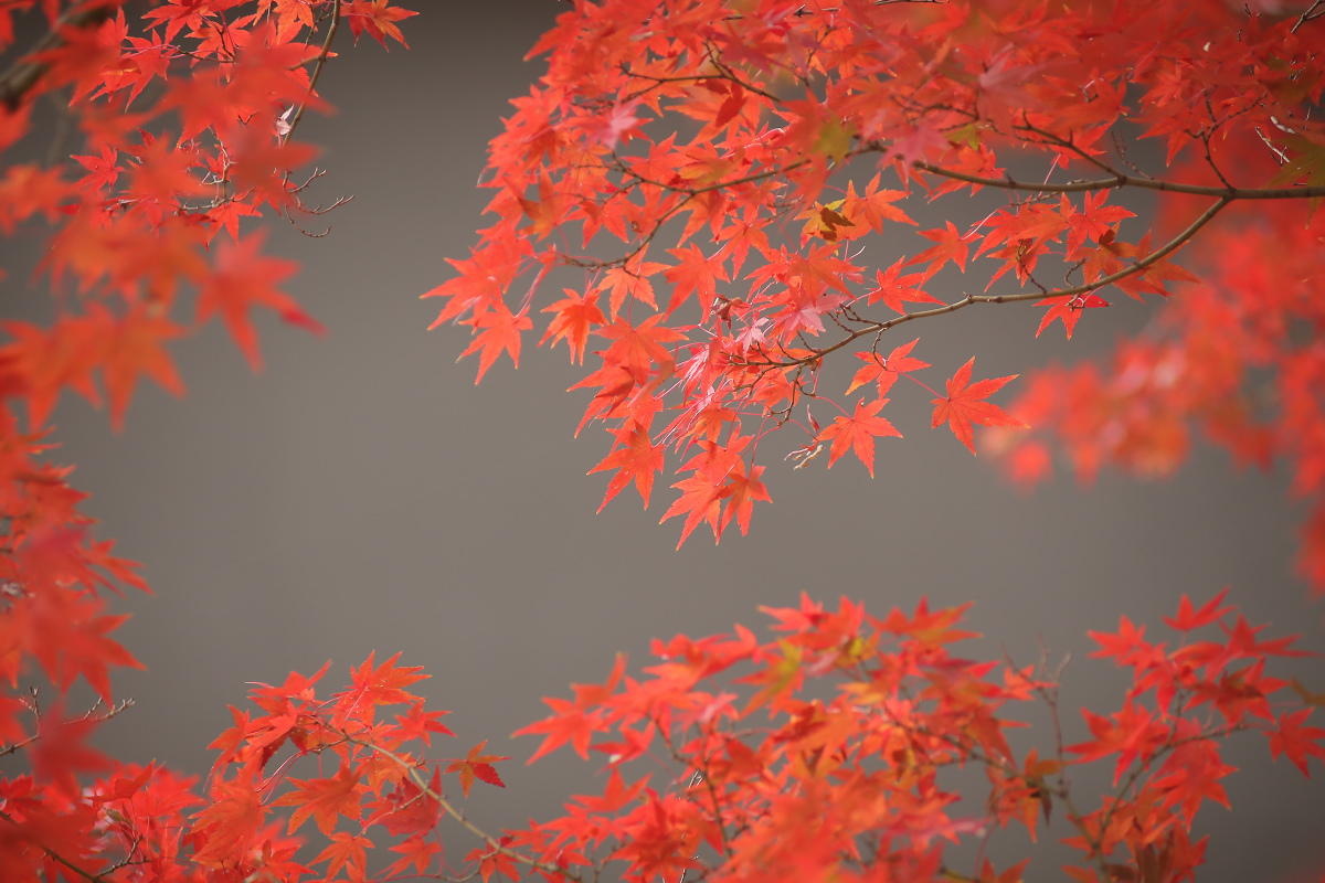 TOKINA AT-X SD 80-200mm/F2.8 でフルサイズデジタル撮影した紅葉写真～(^^)/: カメラと写真と猫と